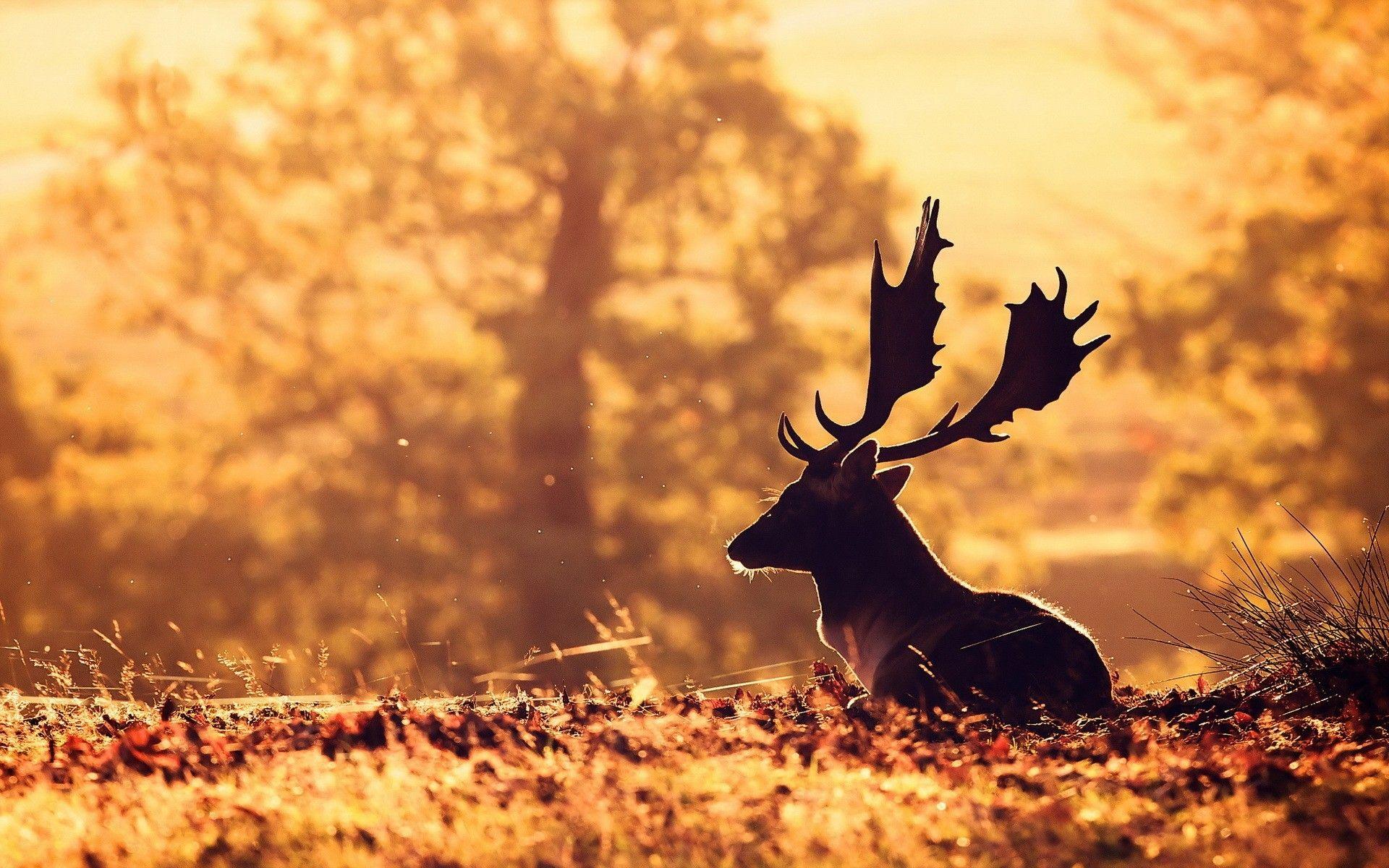 Autumn Deer Wallpapers - Top Free Autumn Deer Backgrounds - WallpaperAccess