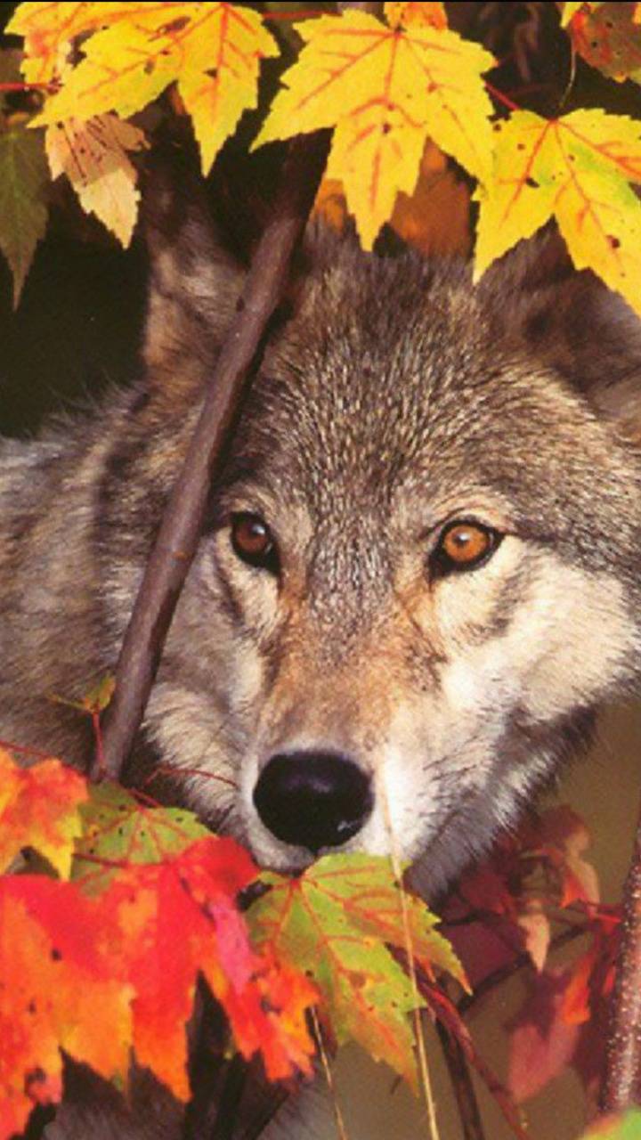Autumn Wolf Wallpapers - Top Free Autumn Wolf Backgrounds - WallpaperAccess