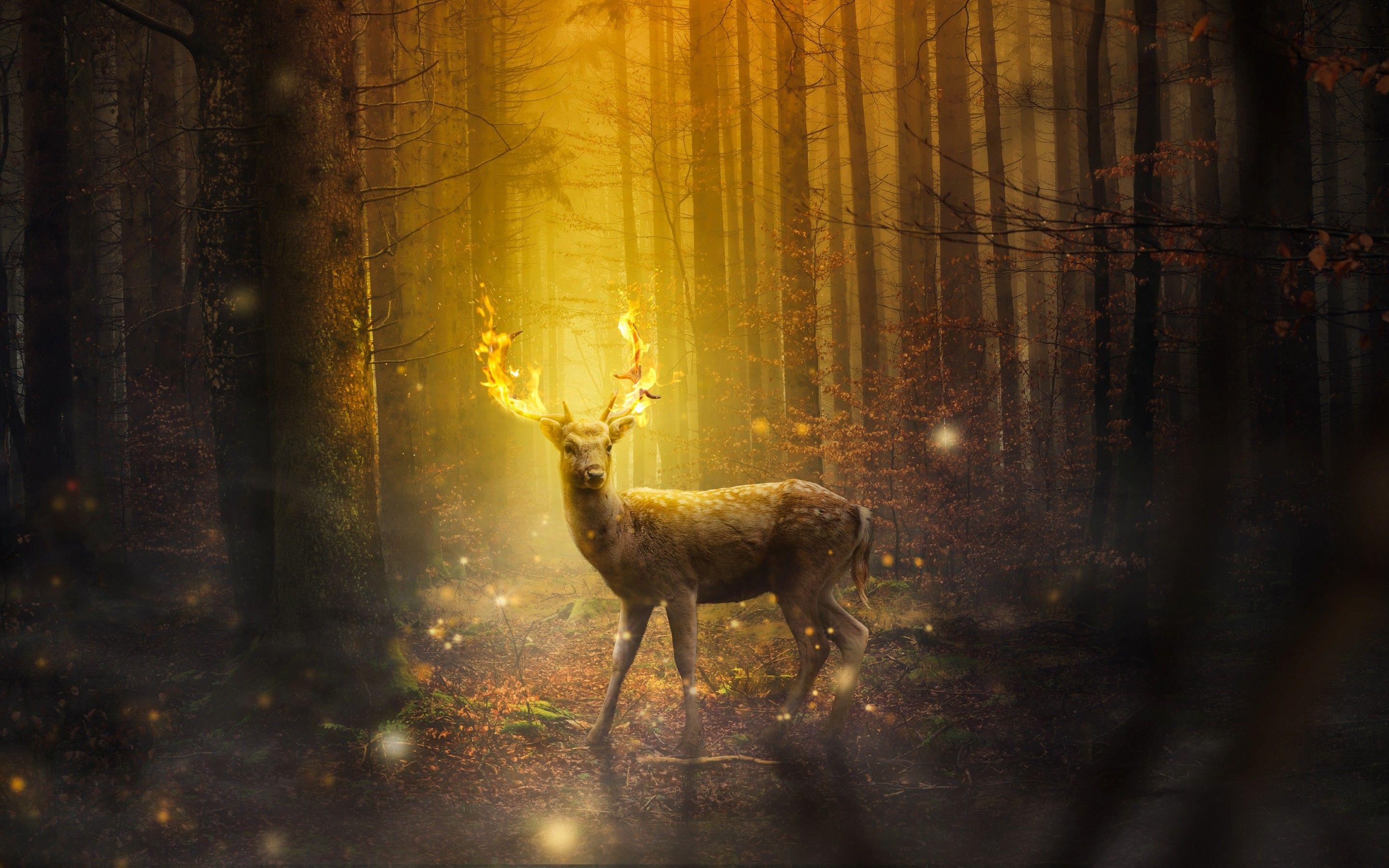 Autumn Deer Wallpapers - Top Free Autumn Deer Backgrounds - WallpaperAccess