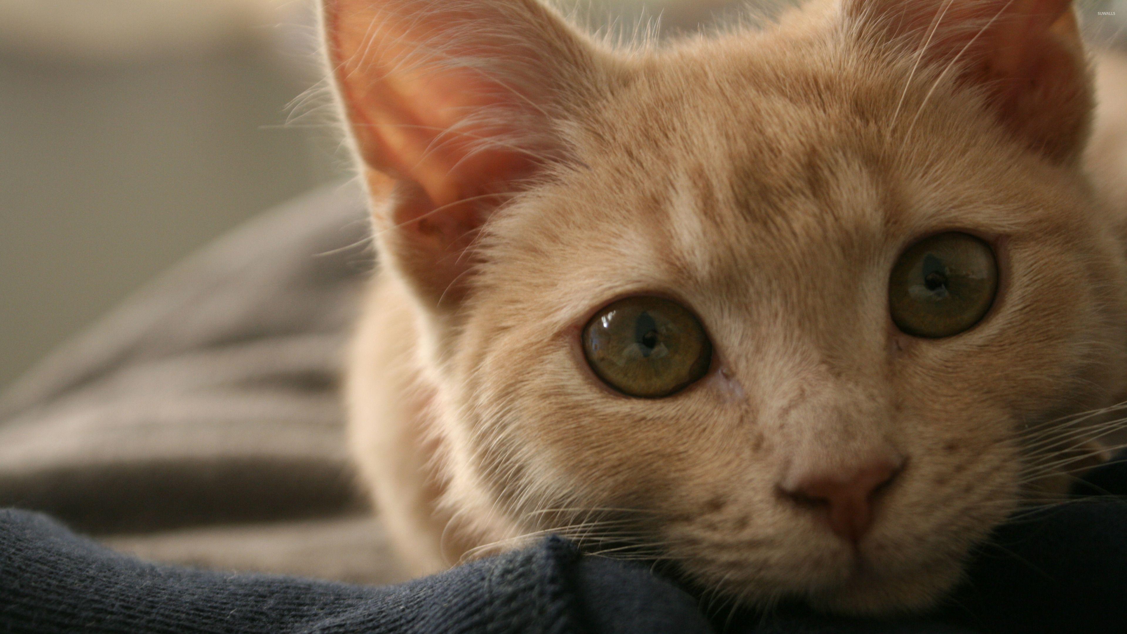 Ginger Cat Wallpapers - Top Free Ginger Cat Backgrounds - WallpaperAccess