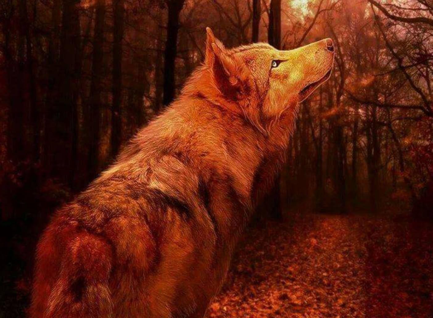 Autumn Wolf Wallpapers - Top Free Autumn Wolf Backgrounds - WallpaperAccess