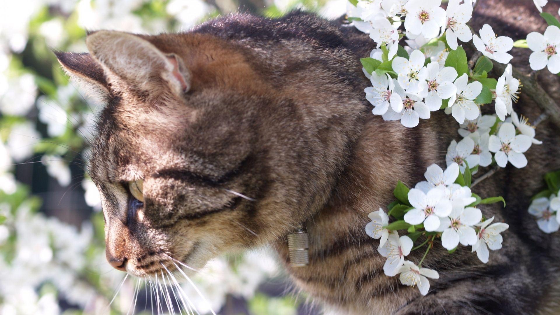 Spring Cat Wallpapers - Top Free Spring Cat Backgrounds - WallpaperAccess