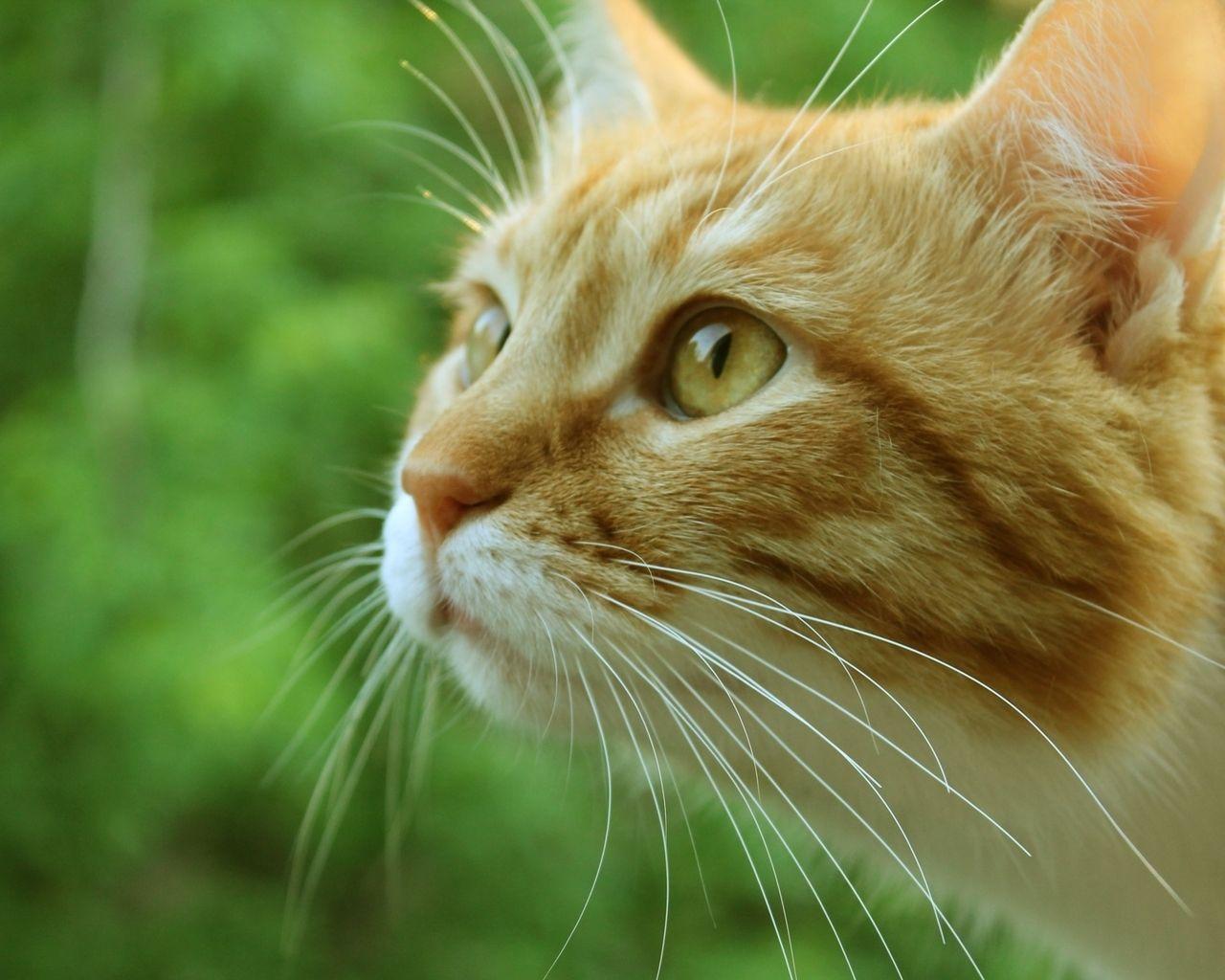 Ginger Cat Wallpapers - Top Free Ginger Cat Backgrounds - WallpaperAccess