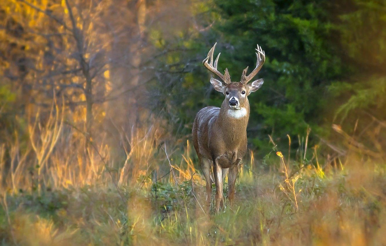 Autumn Deer Wallpapers - Top Free Autumn Deer Backgrounds - WallpaperAccess