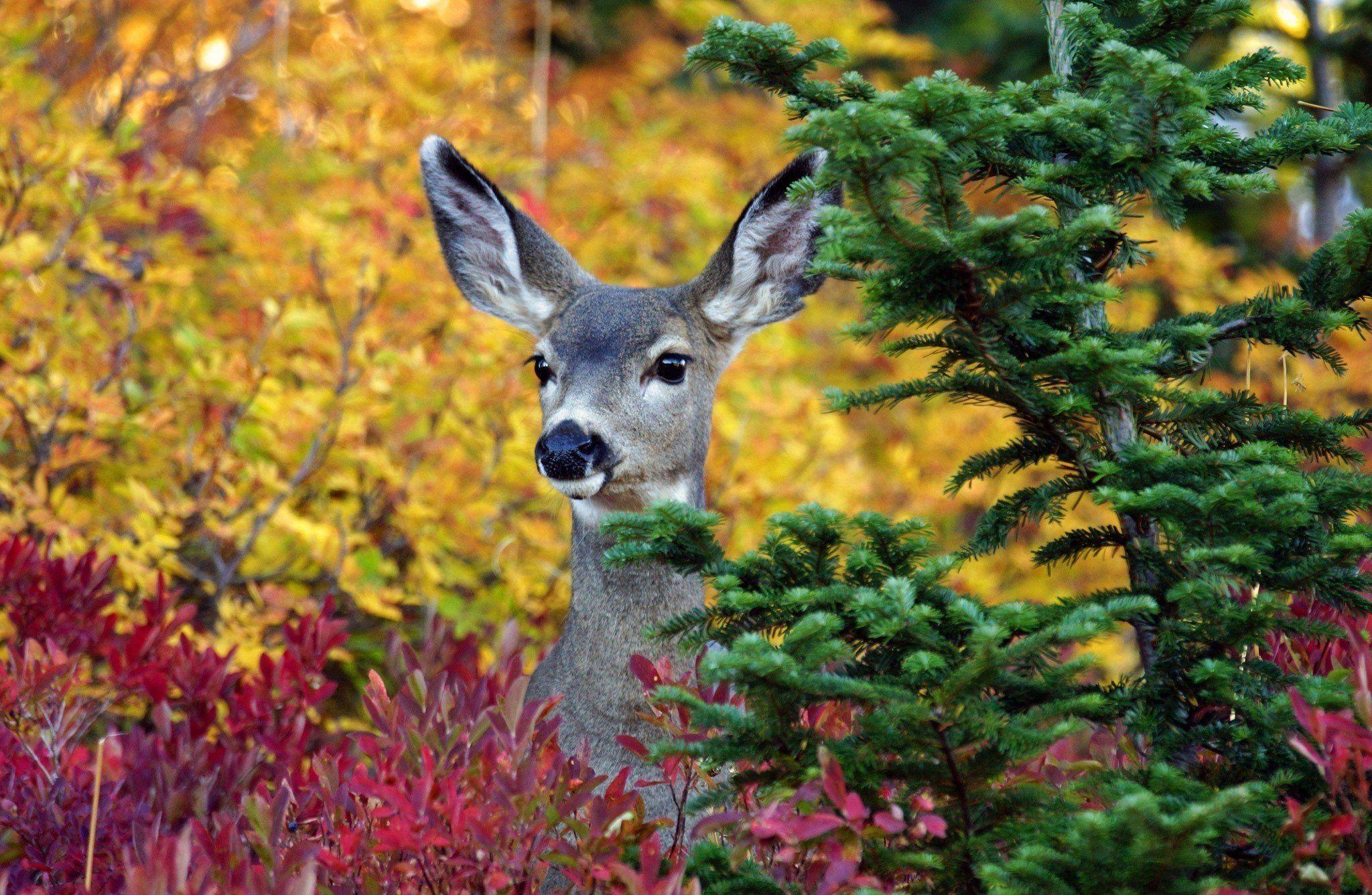Autumn Deer Wallpapers - Top Free Autumn Deer Backgrounds - WallpaperAccess