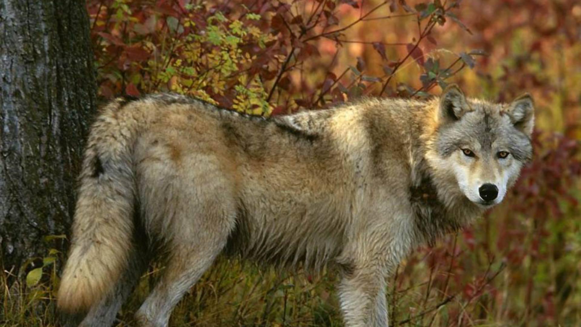 Autumn Wolf Wallpapers - Top Free Autumn Wolf Backgrounds - WallpaperAccess