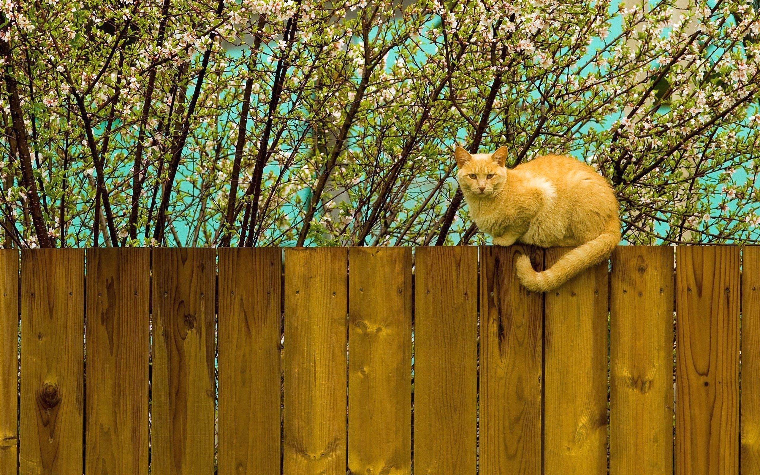 Spring Cat Wallpapers - Top Free Spring Cat Backgrounds - WallpaperAccess