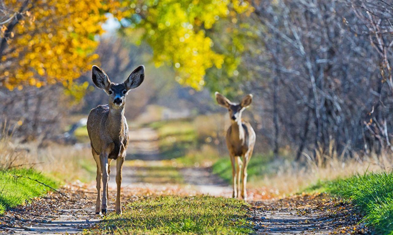 Autumn Deer Wallpapers - Top Free Autumn Deer Backgrounds - WallpaperAccess