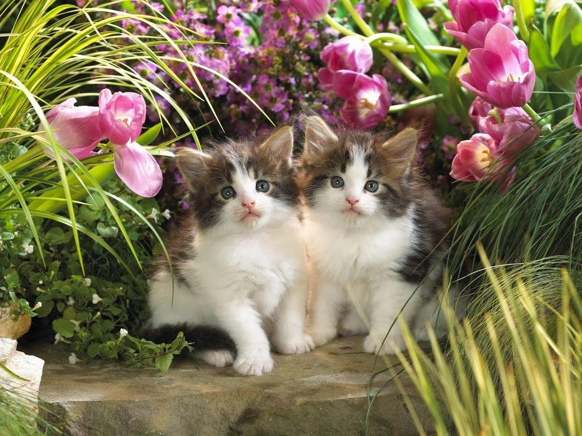 Spring Cat Wallpapers - Top Free Spring Cat Backgrounds - WallpaperAccess