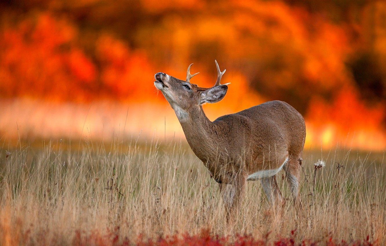 Autumn Deer Wallpapers - Top Free Autumn Deer Backgrounds - WallpaperAccess