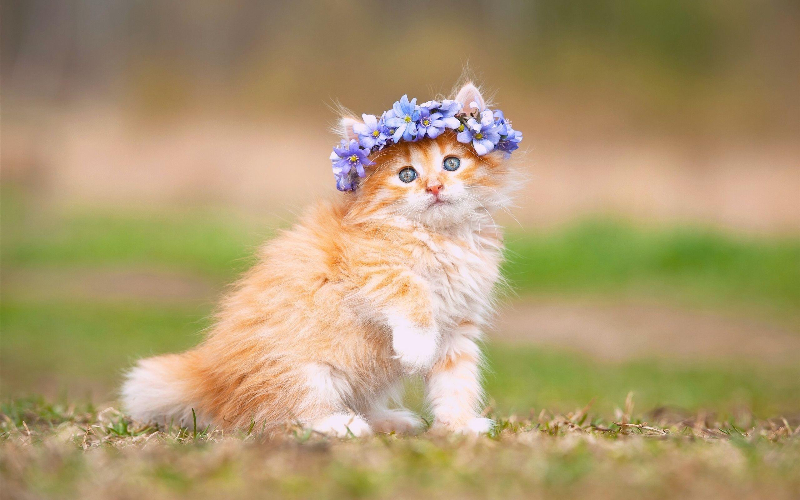 Spring Cat Wallpapers - Top Free Spring Cat Backgrounds - WallpaperAccess