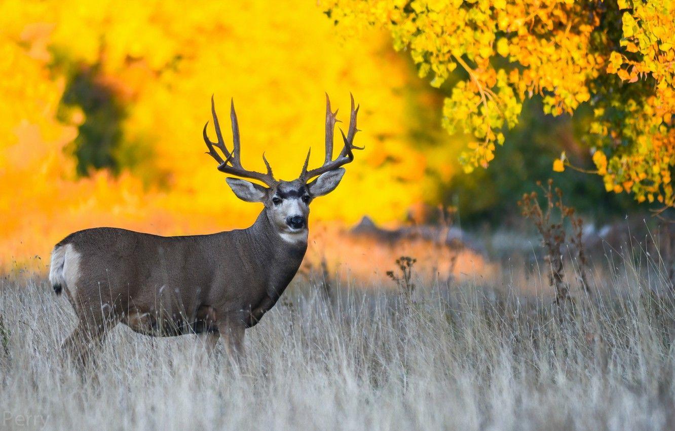 Autumn Deer Wallpapers - Top Free Autumn Deer Backgrounds - WallpaperAccess