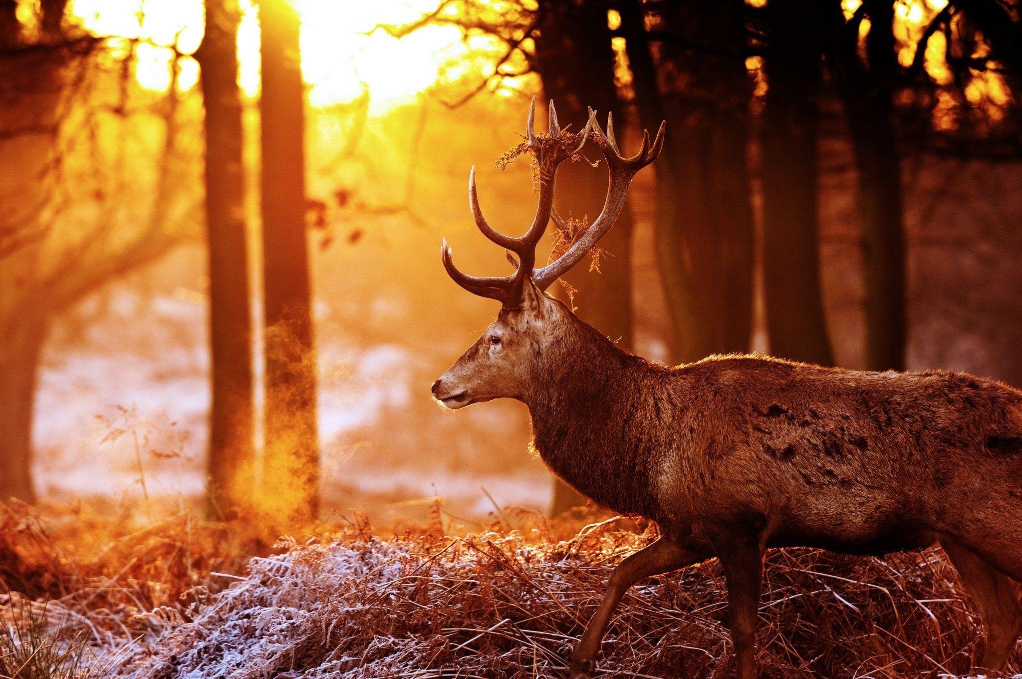 Autumn Deer Wallpapers - Top Free Autumn Deer Backgrounds - WallpaperAccess