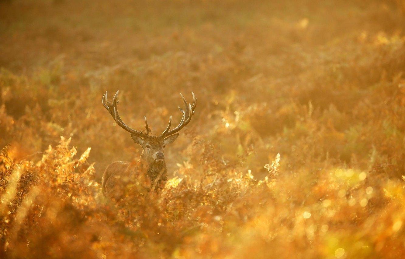 Autumn Deer Wallpapers - Top Free Autumn Deer Backgrounds - WallpaperAccess