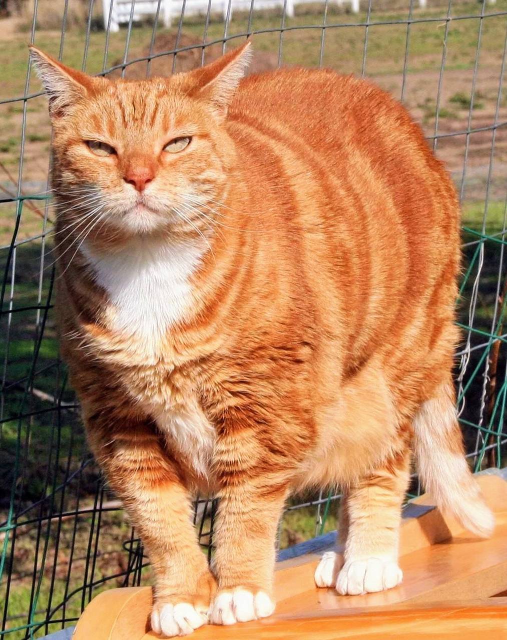 Ginger Cat Wallpapers - Top Free Ginger Cat Backgrounds - WallpaperAccess