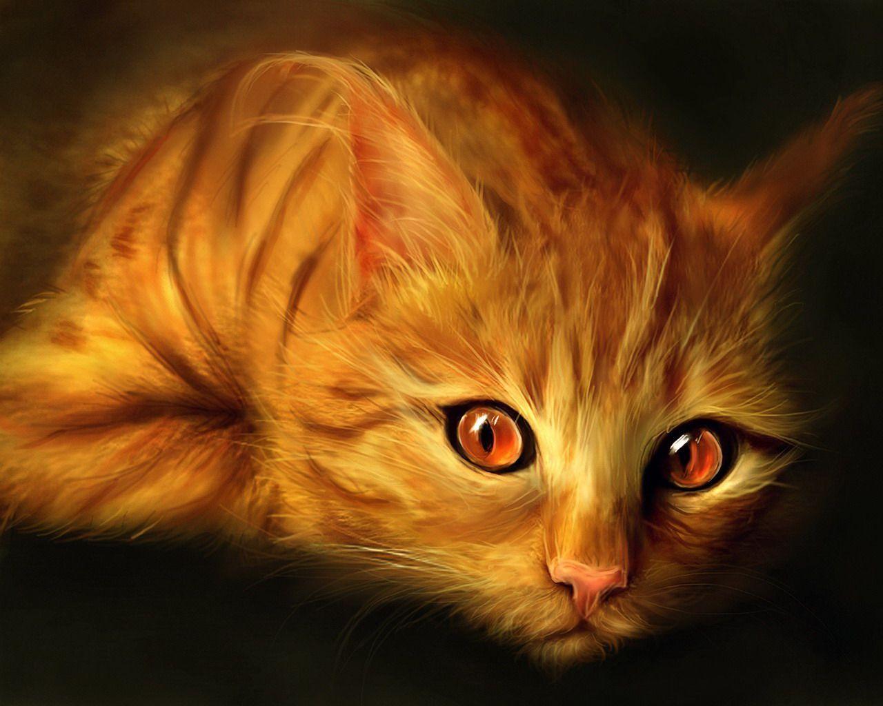 Ginger Cat Wallpapers - Top Free Ginger Cat Backgrounds - WallpaperAccess