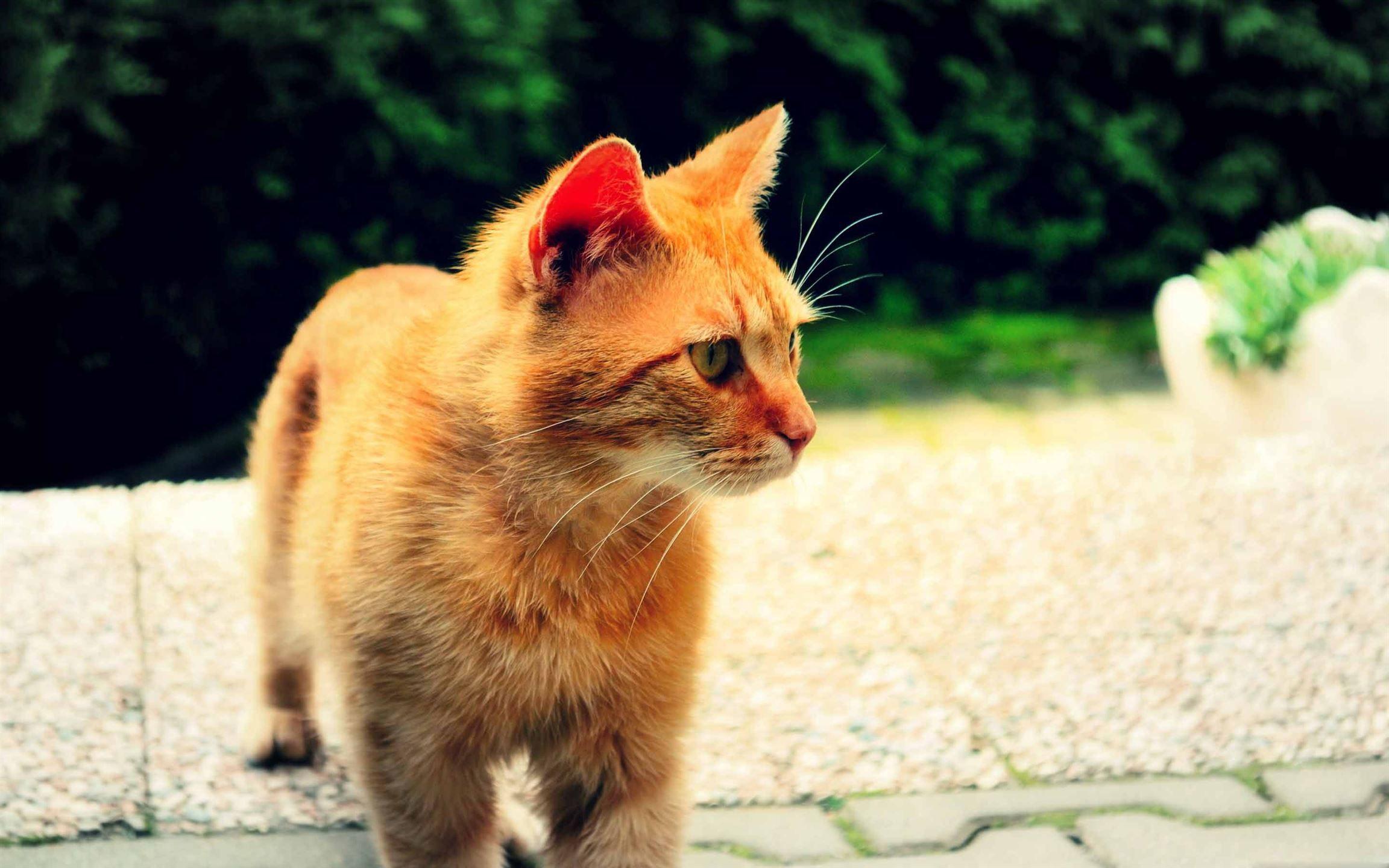 Ginger Cat Wallpapers - Top Free Ginger Cat Backgrounds - WallpaperAccess