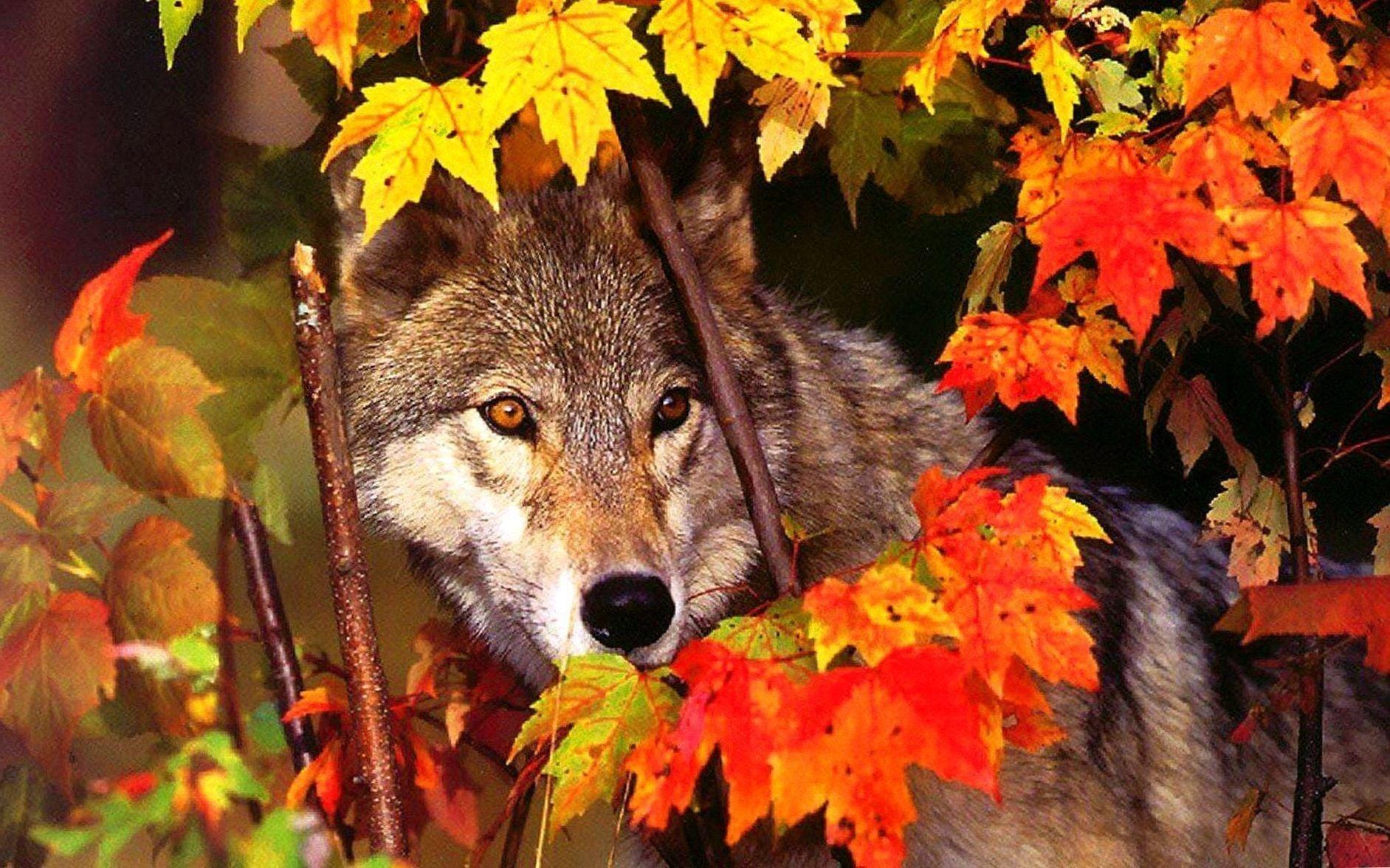 Autumn Wolf Wallpapers - Top Free Autumn Wolf Backgrounds - WallpaperAccess