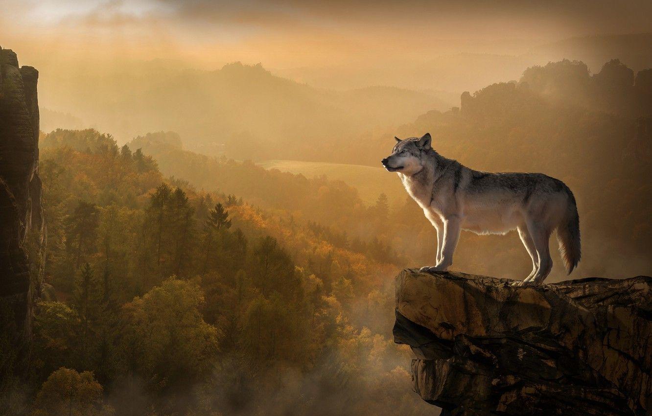Autumn Wolf Wallpapers - Top Free Autumn Wolf Backgrounds - WallpaperAccess