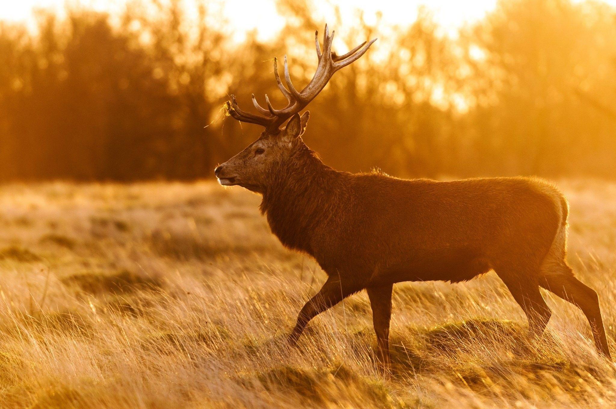 Autumn Deer Wallpapers - Top Free Autumn Deer Backgrounds - WallpaperAccess
