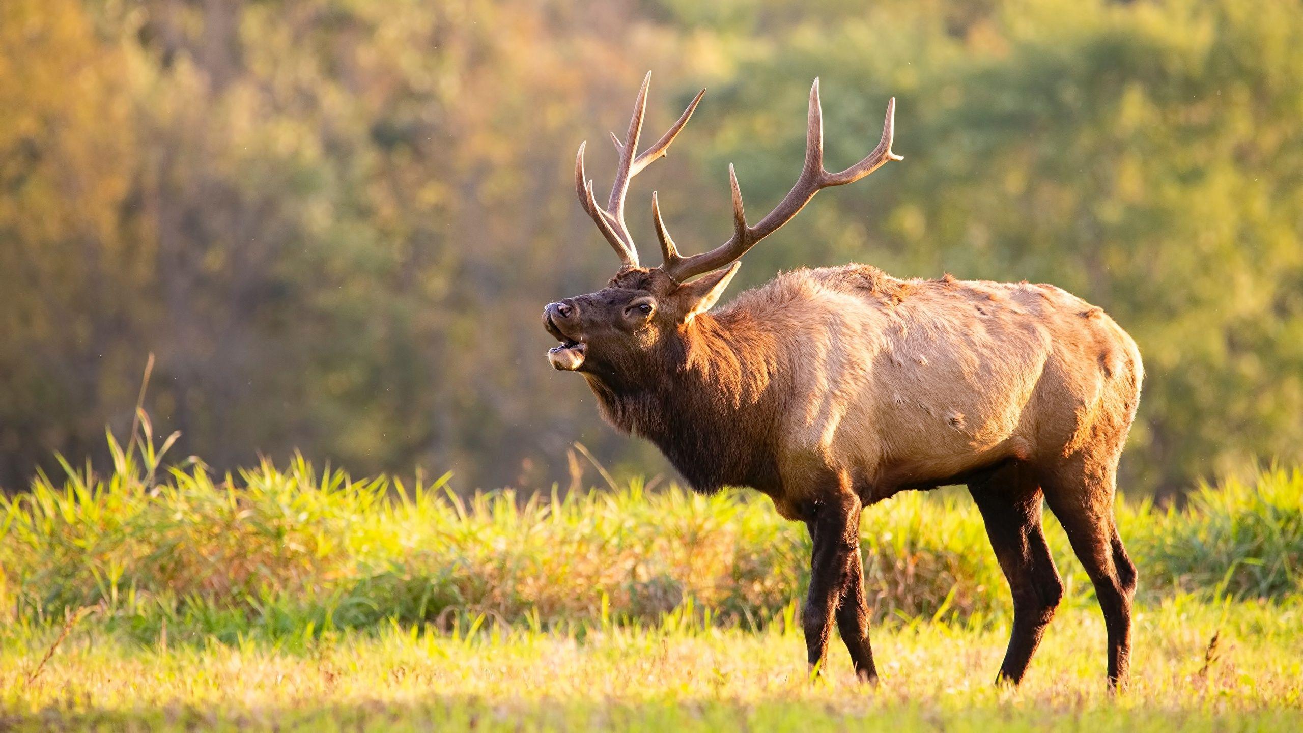 Autumn Deer Wallpapers - Top Free Autumn Deer Backgrounds - WallpaperAccess