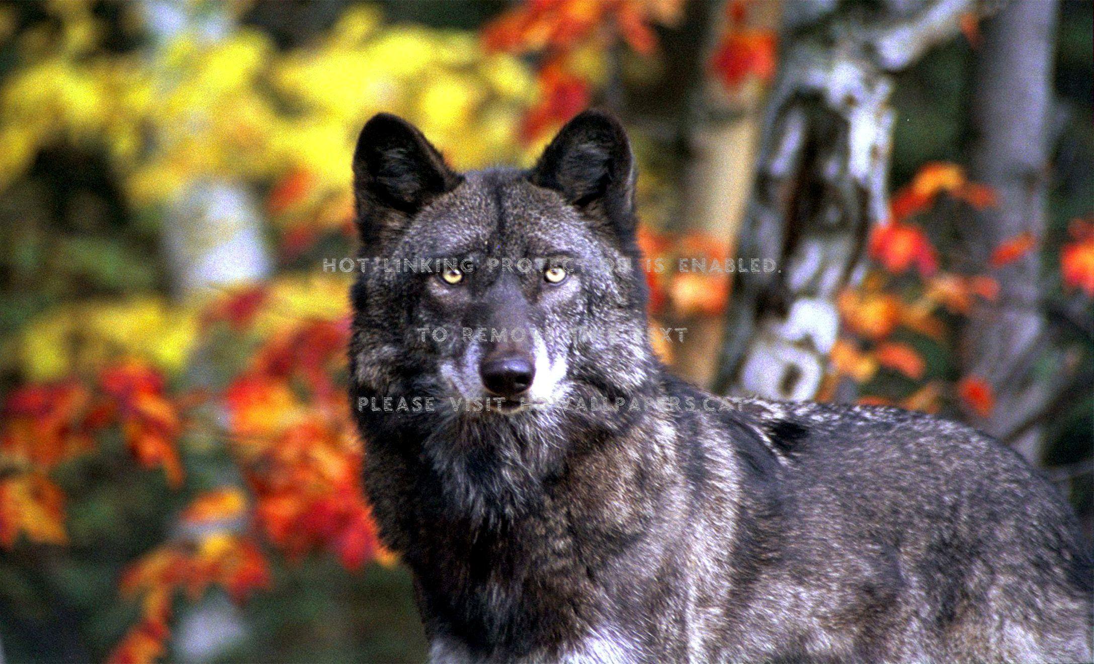 Autumn Wolf Wallpapers - Top Free Autumn Wolf Backgrounds - WallpaperAccess