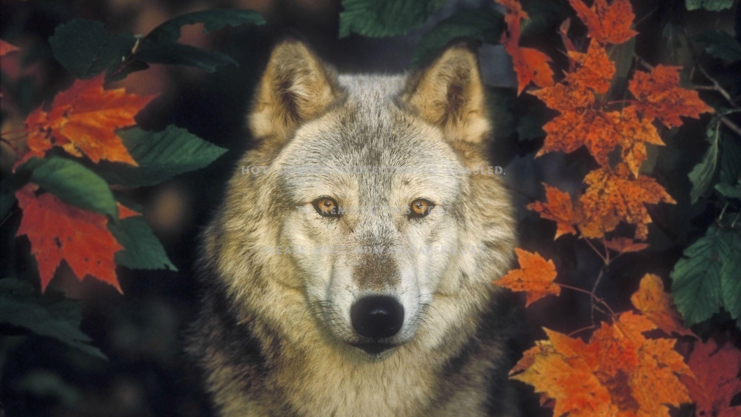 Autumn Wolf Wallpapers - Top Free Autumn Wolf Backgrounds - WallpaperAccess