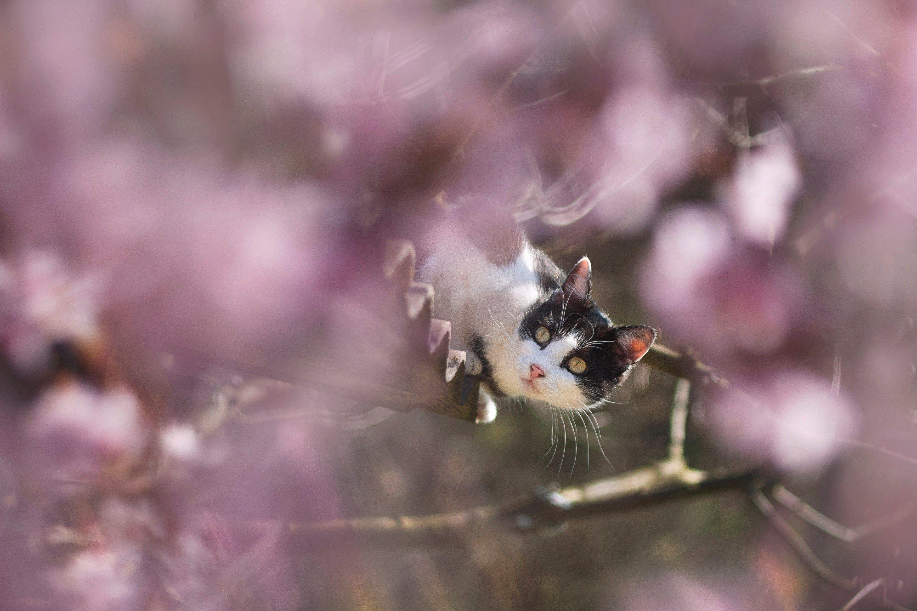 Spring Cat Wallpapers - Top Free Spring Cat Backgrounds - WallpaperAccess
