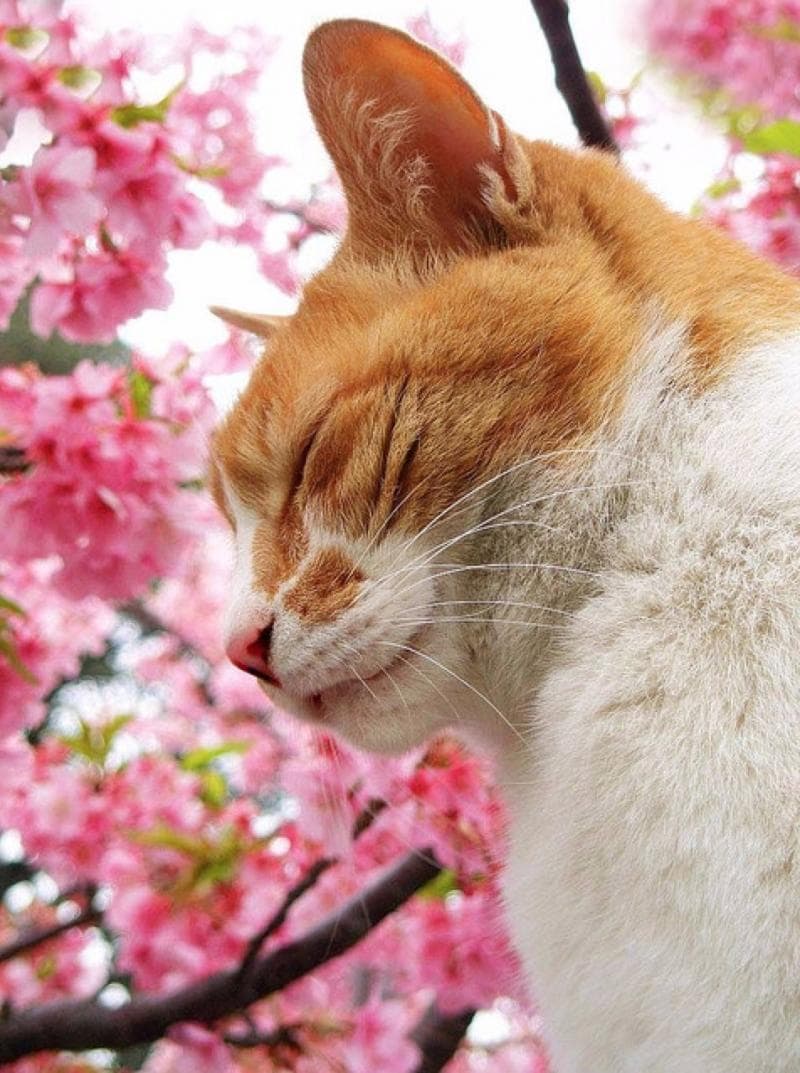 Spring Cat Wallpapers - Top Free Spring Cat Backgrounds - WallpaperAccess