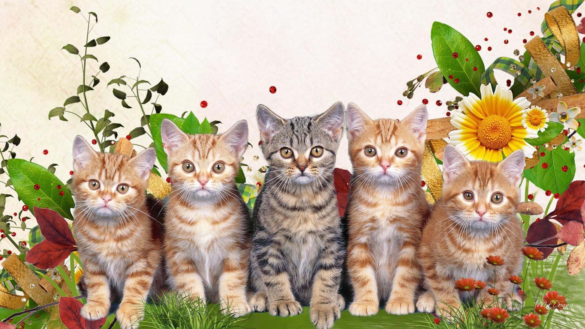 Spring Cat Wallpapers - Top Free Spring Cat Backgrounds - WallpaperAccess
