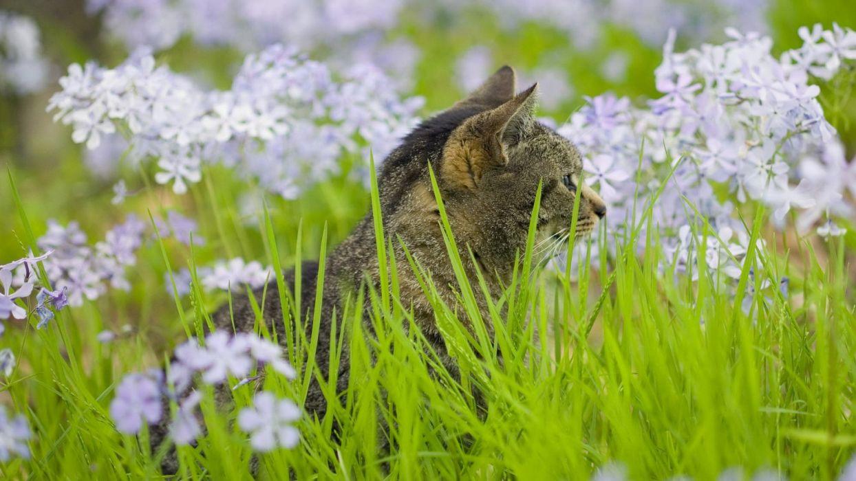 Spring Cat Wallpapers - Top Free Spring Cat Backgrounds - WallpaperAccess