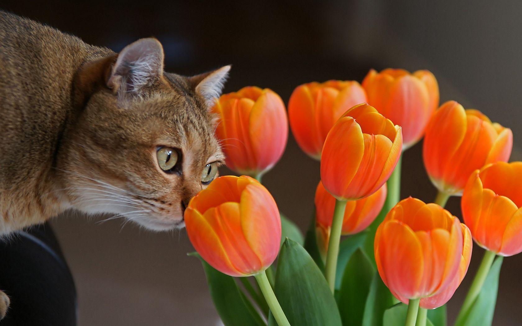Spring Cat Wallpapers - Top Free Spring Cat Backgrounds - WallpaperAccess