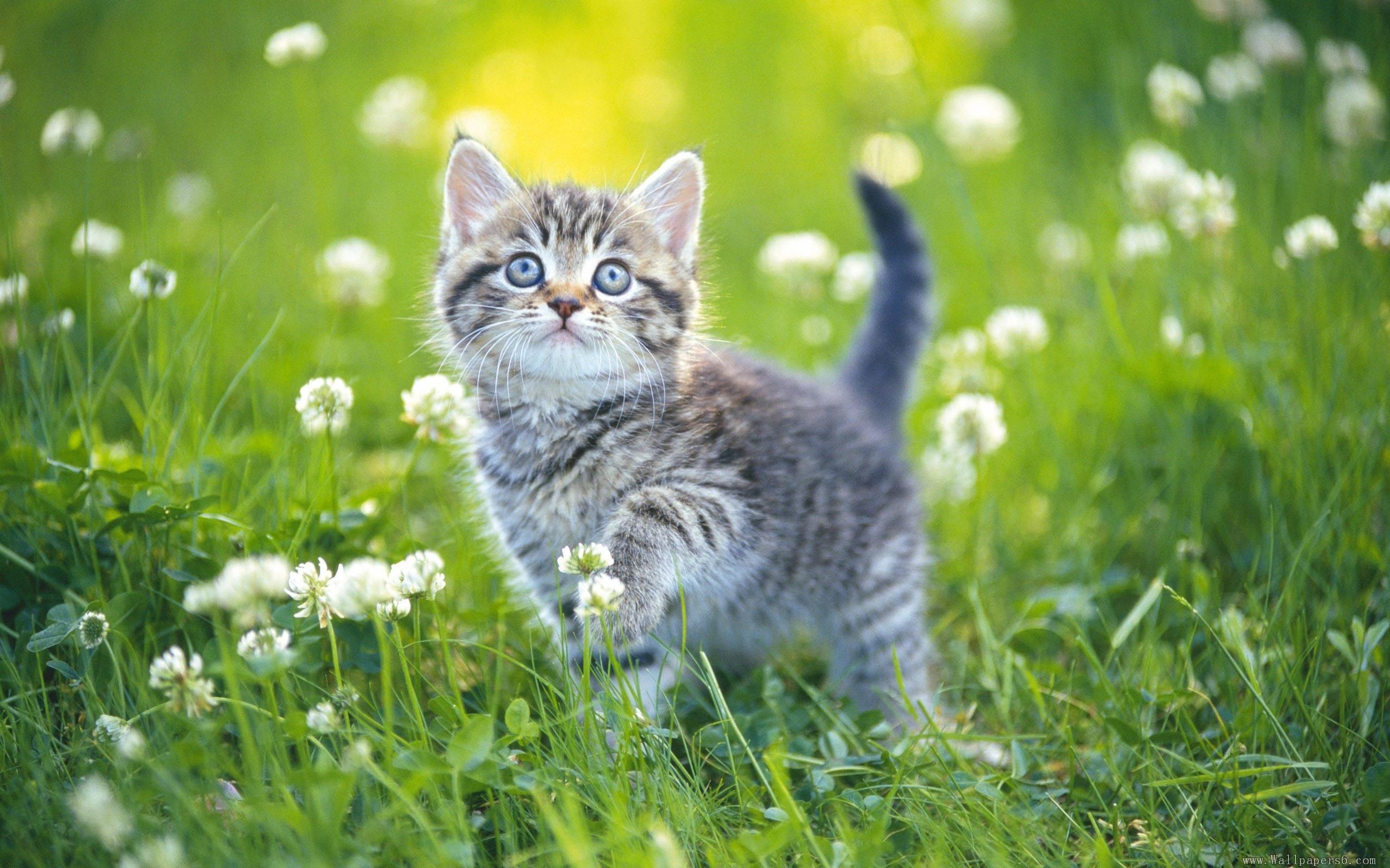 Spring Cat Wallpapers - Top Free Spring Cat Backgrounds - WallpaperAccess