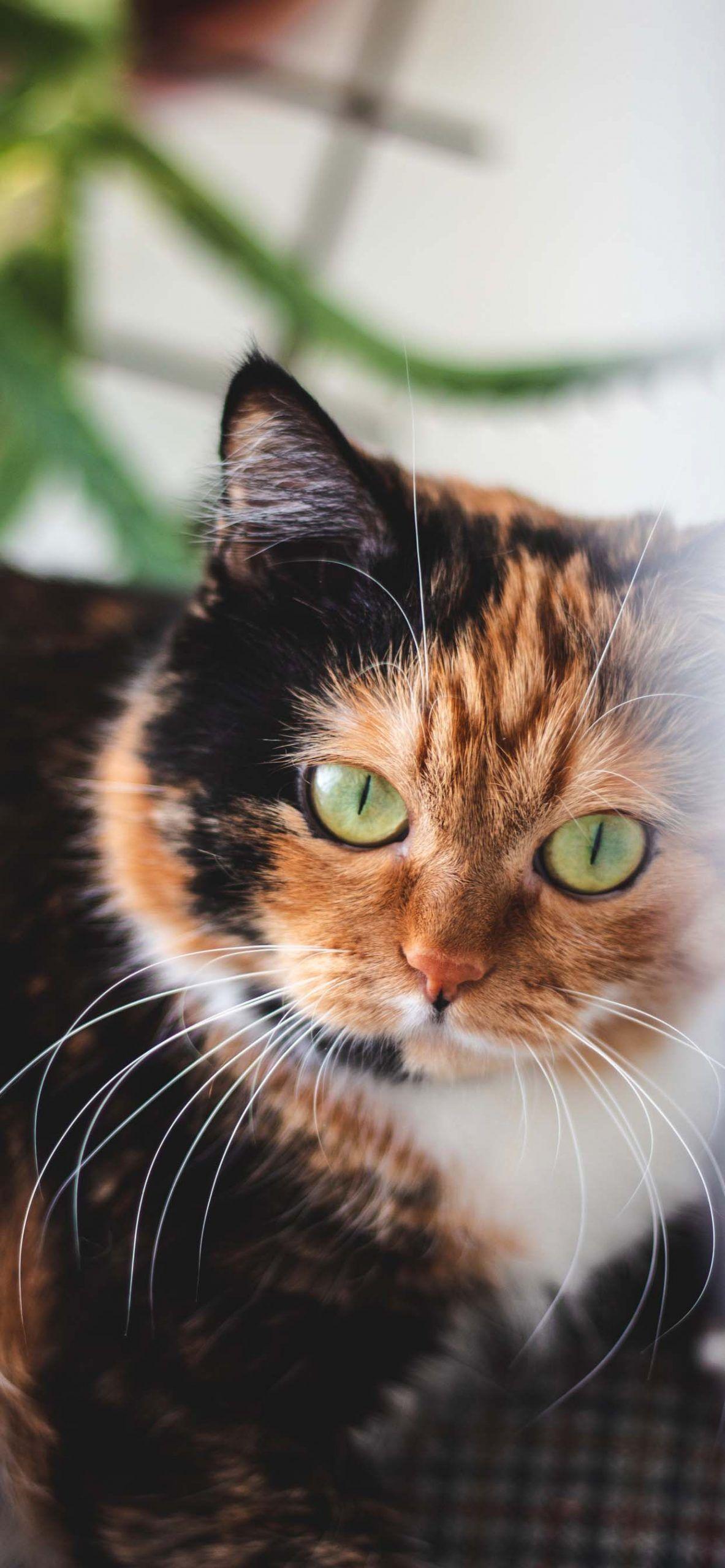 Spring Cat Wallpapers - Top Free Spring Cat Backgrounds - WallpaperAccess