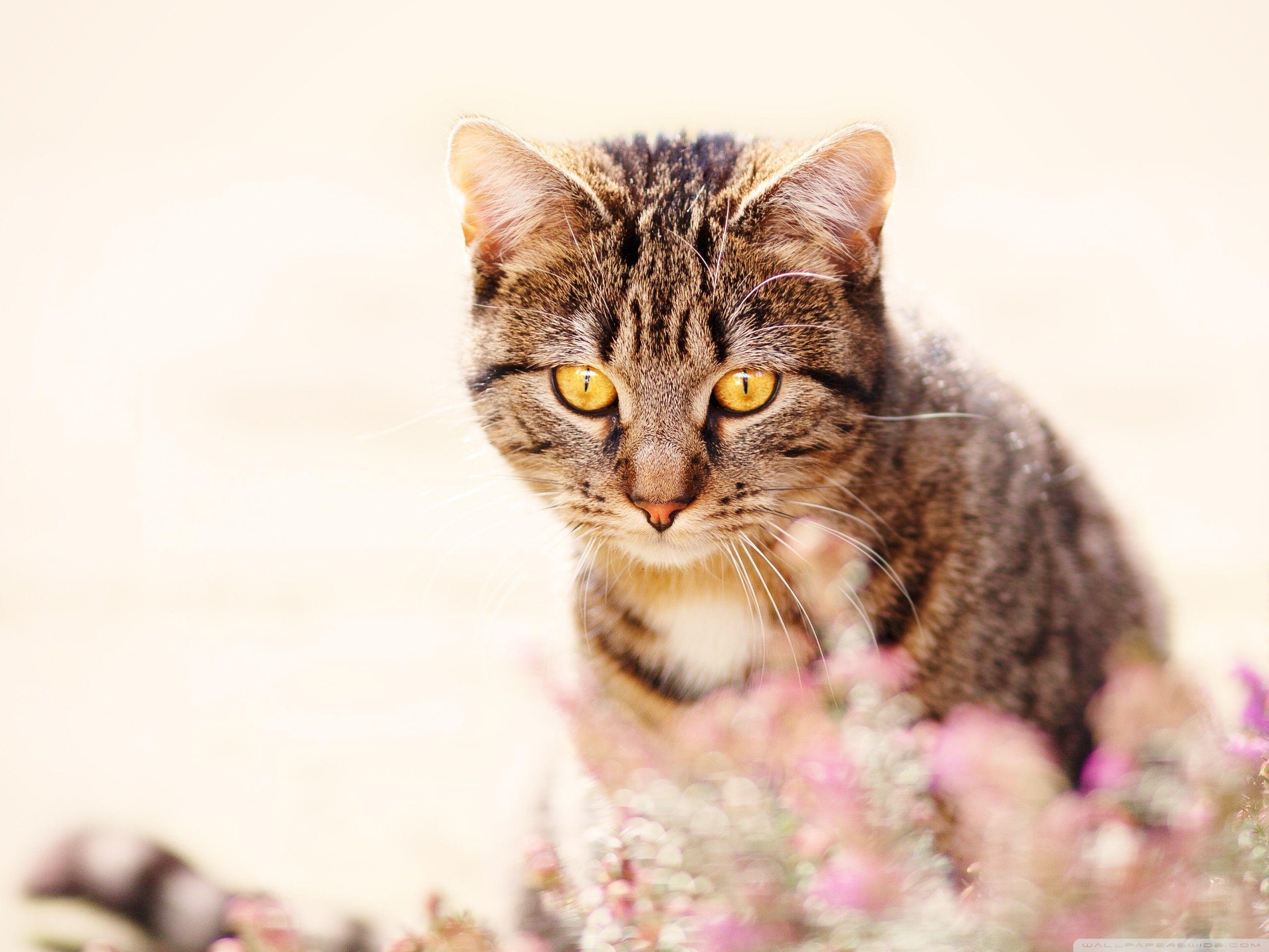 Spring Cat Wallpapers - Top Free Spring Cat Backgrounds - WallpaperAccess