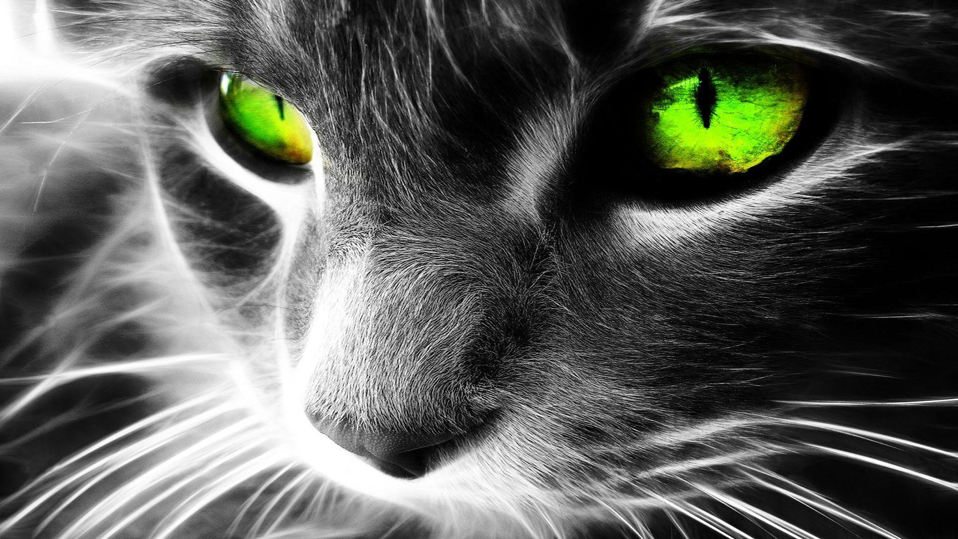 Digital Cat Wallpapers - Top Free Digital Cat Backgrounds - WallpaperAccess