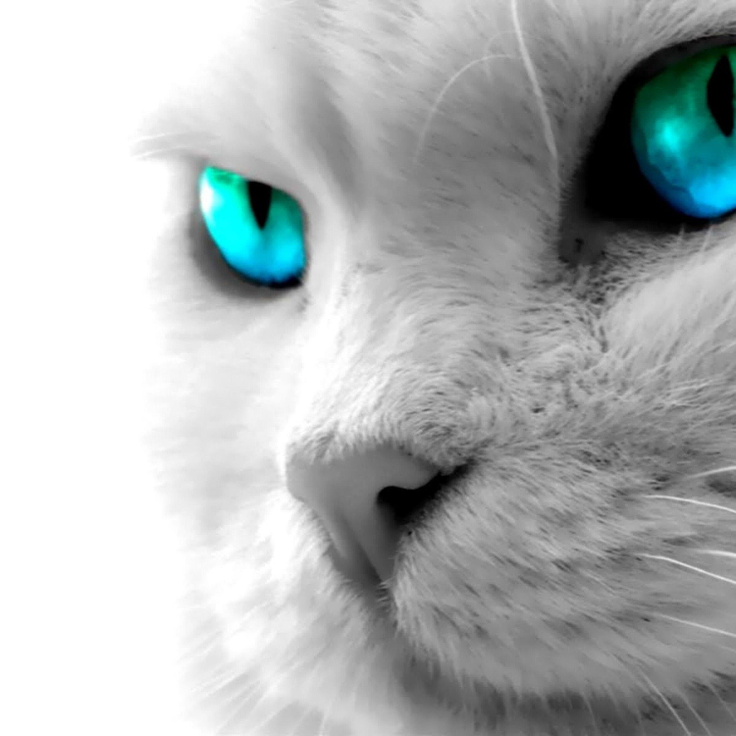 Digital Cat Wallpapers - Top Free Digital Cat Backgrounds - WallpaperAccess