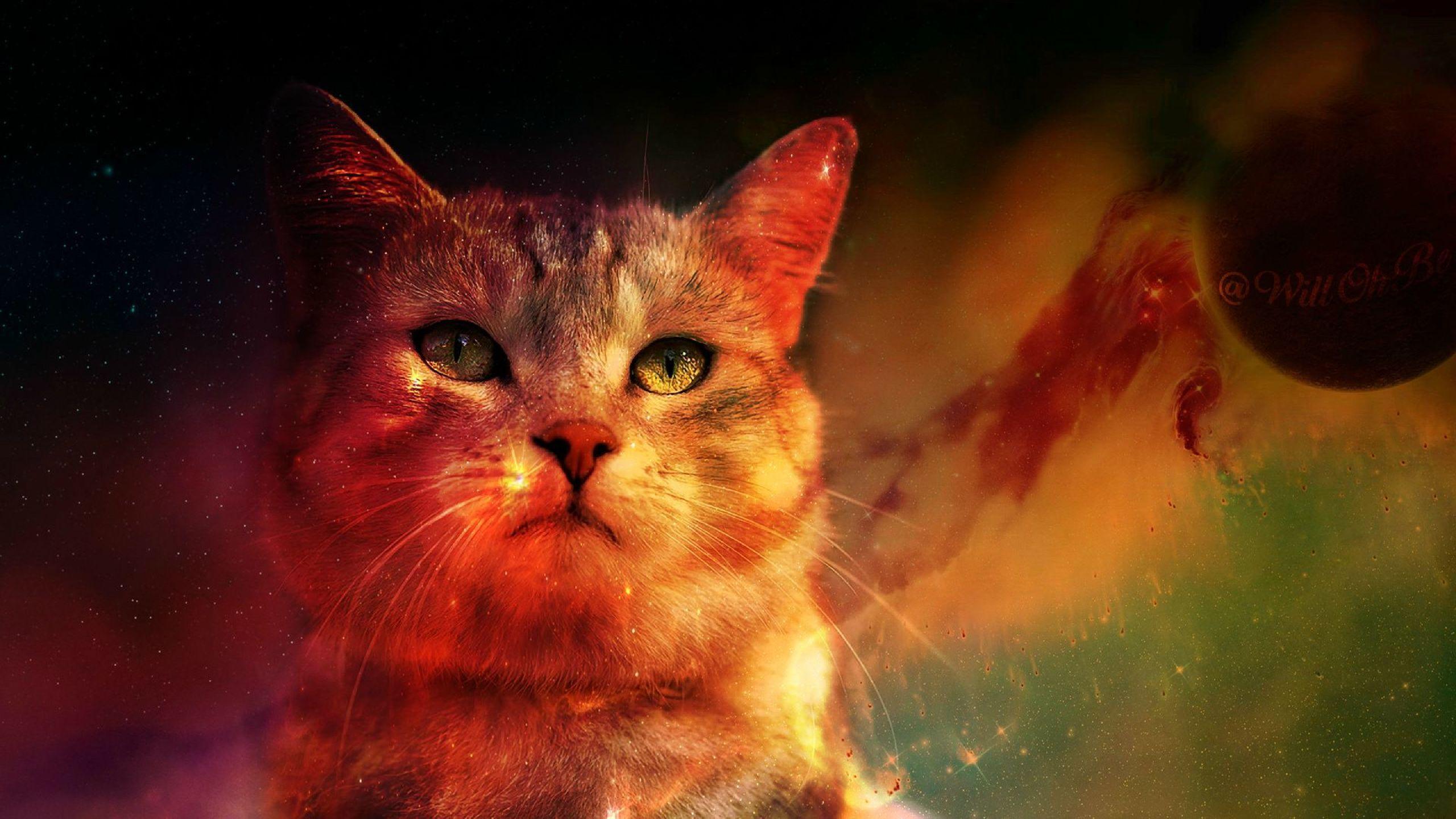 Digital Cat Wallpapers - Top Free Digital Cat Backgrounds - WallpaperAccess