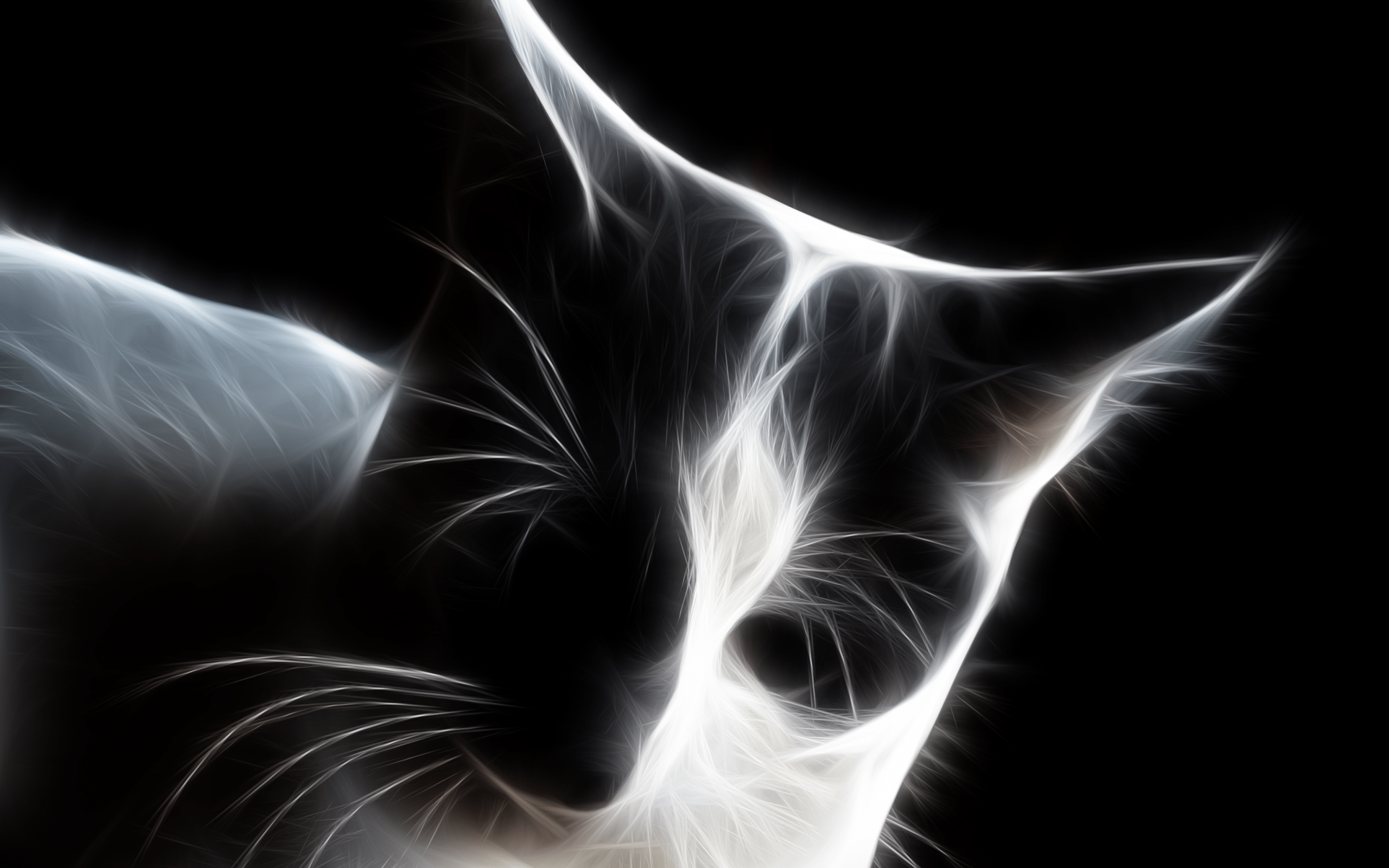 Digital Cat Wallpapers - Top Free Digital Cat Backgrounds - WallpaperAccess