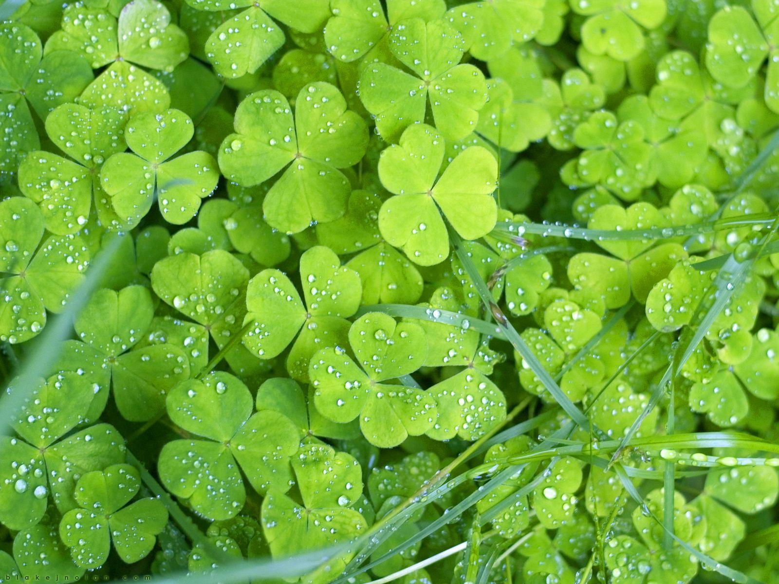 Irish Spring Wallpapers - Top Free Irish Spring Backgrounds ...