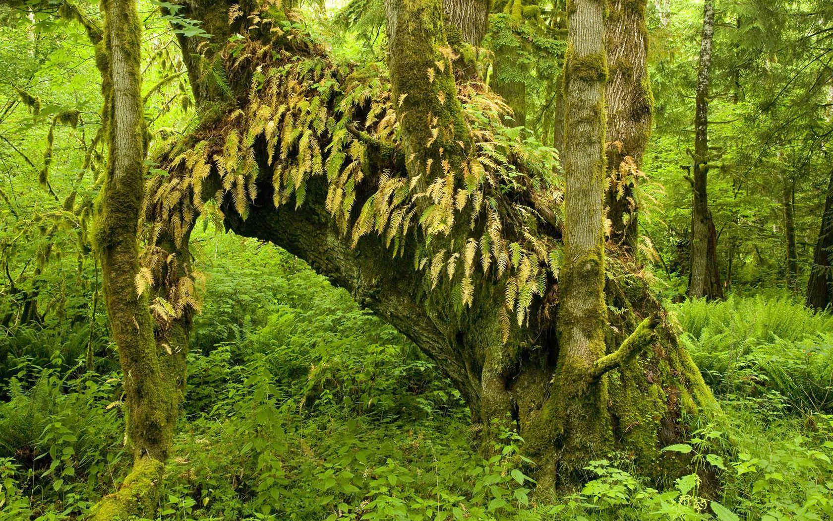 March Nature Wallpapers - Top Free March Nature Backgrounds ...