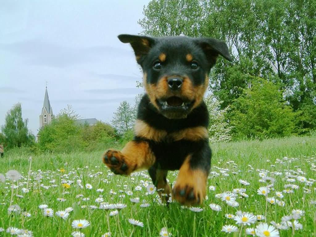 Rottweiler Puppies Wallpapers - Top Free Rottweiler Puppies Backgrounds ...