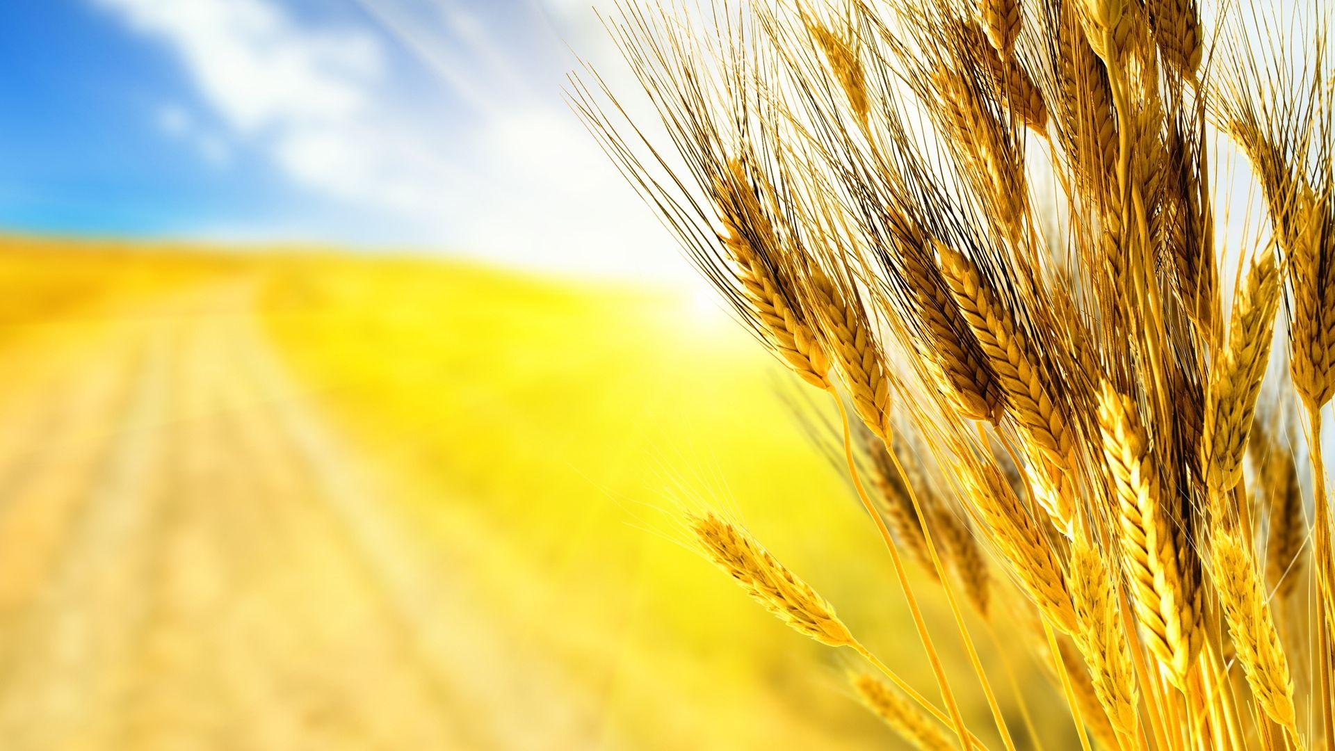 Wheat Harvest Wallpapers - Top Free Wheat Harvest Backgrounds ...