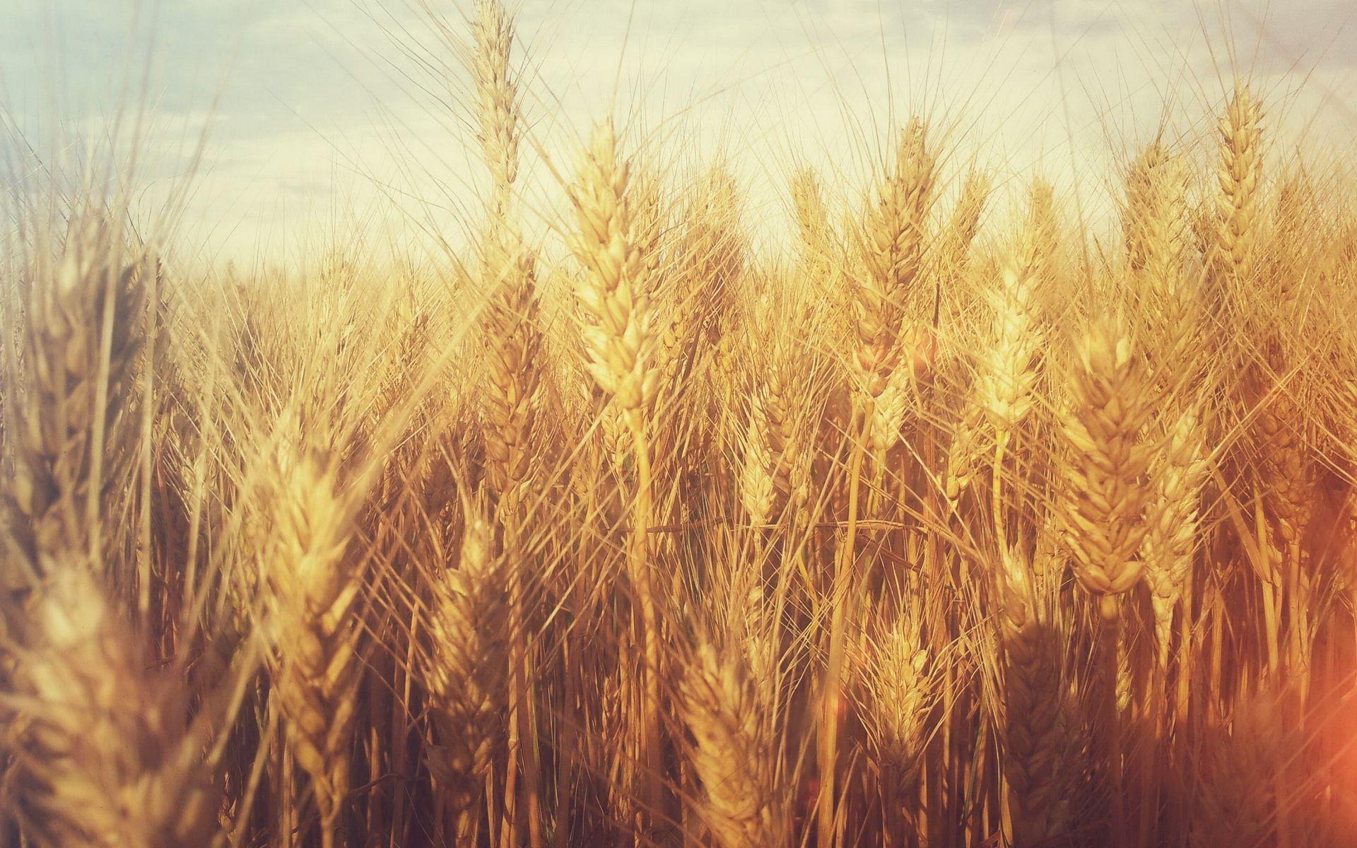 Wheat Harvest Wallpapers - Top Free Wheat Harvest Backgrounds - WallpaperAccess