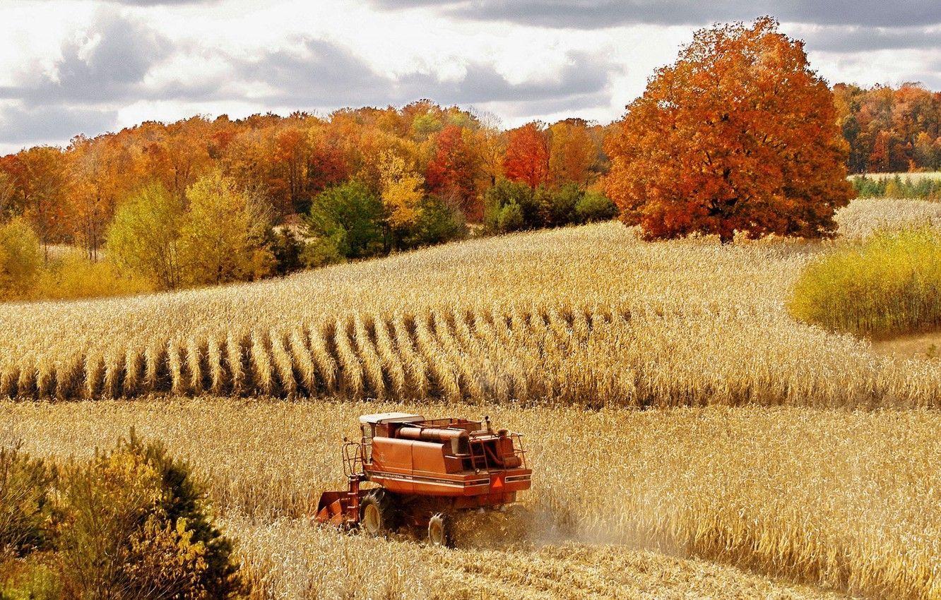 Wheat Harvest Wallpapers - Top Free Wheat Harvest Backgrounds ...