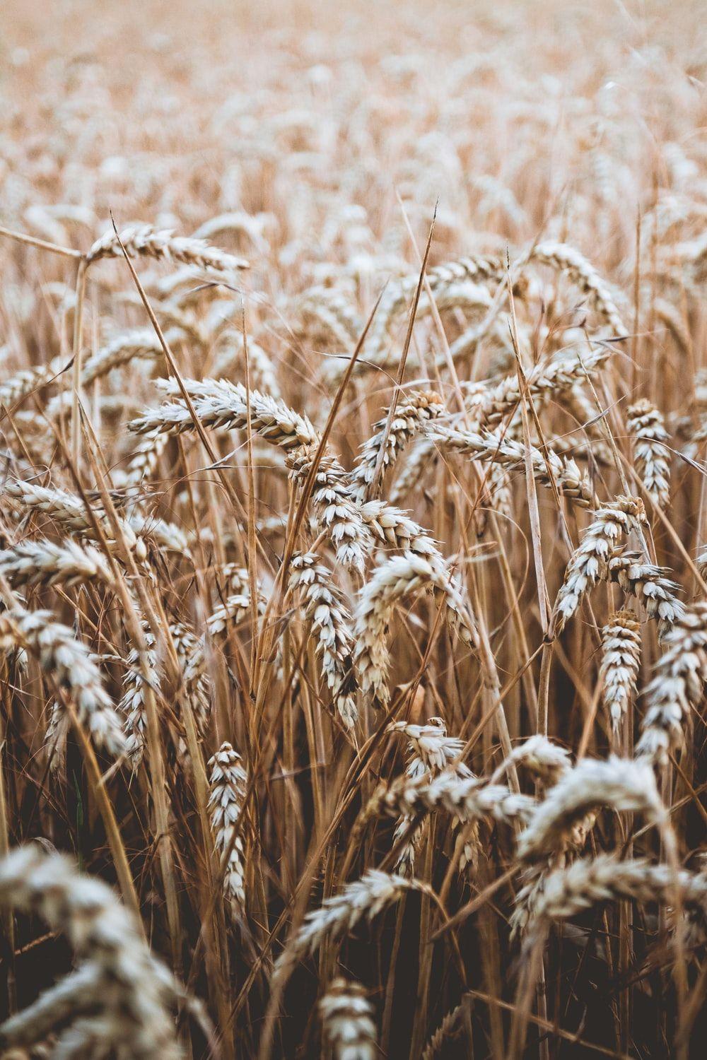 Wheat Harvest Wallpapers - Top Free Wheat Harvest Backgrounds ...