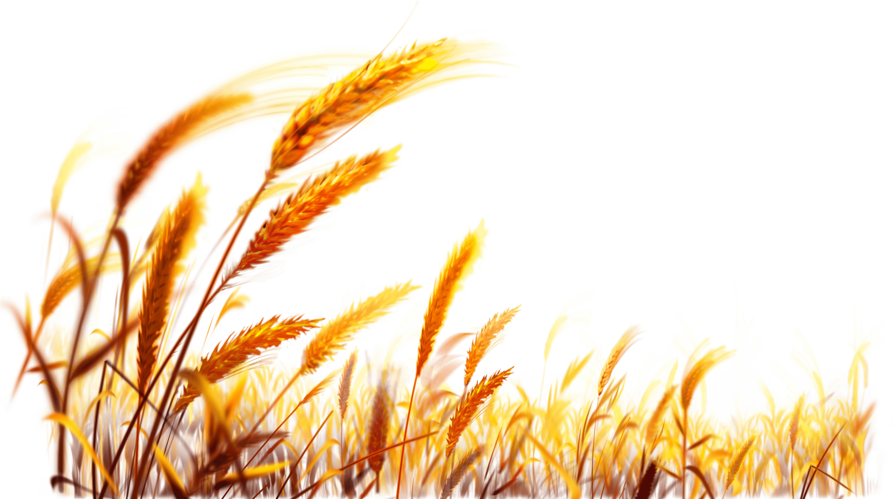 Wheat Harvest Wallpapers - Top Free Wheat Harvest Backgrounds ...