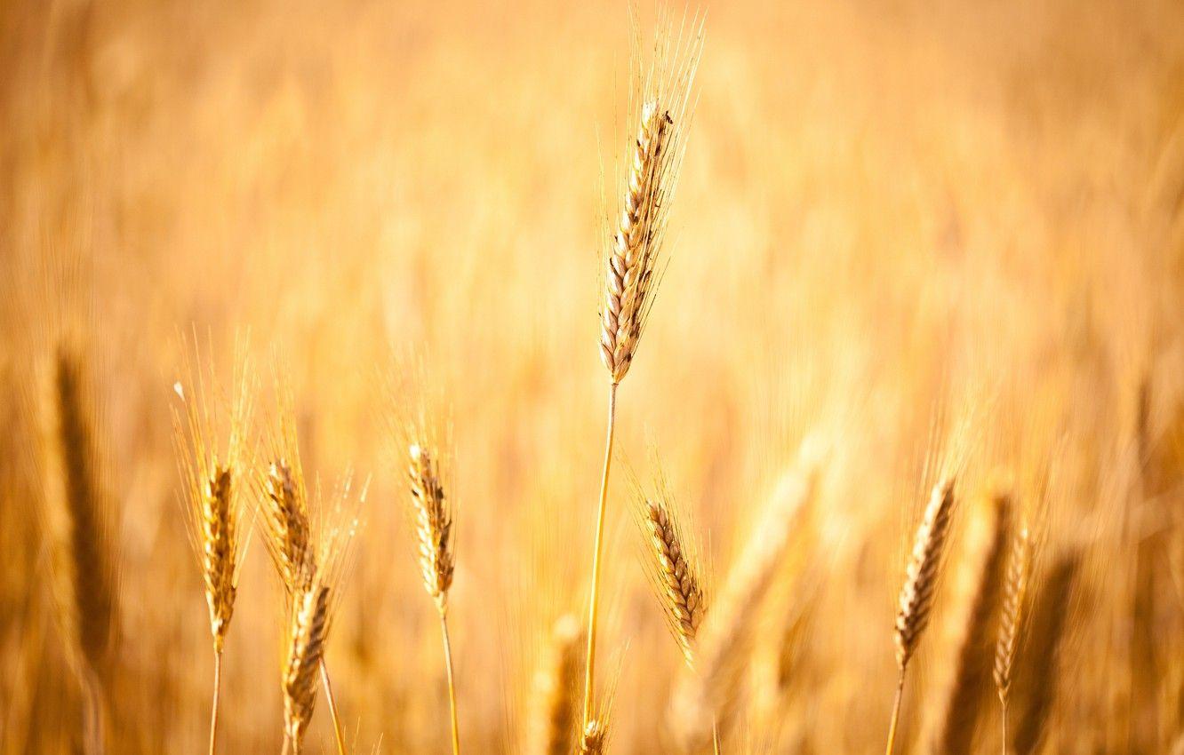 Wheat Harvest Wallpapers - Top Free Wheat Harvest Backgrounds ...