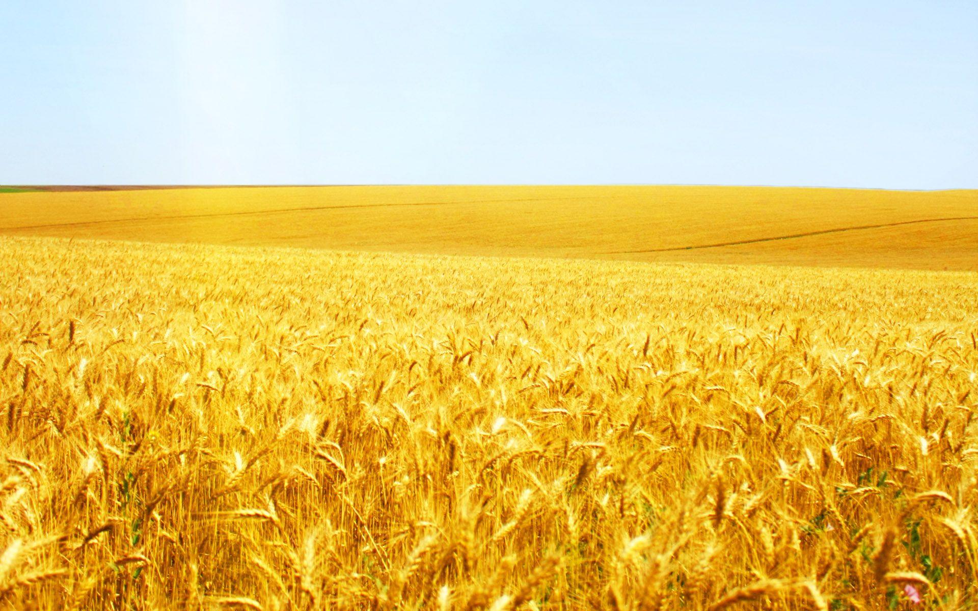 Wheat Harvest Wallpapers - Top Free Wheat Harvest Backgrounds ...