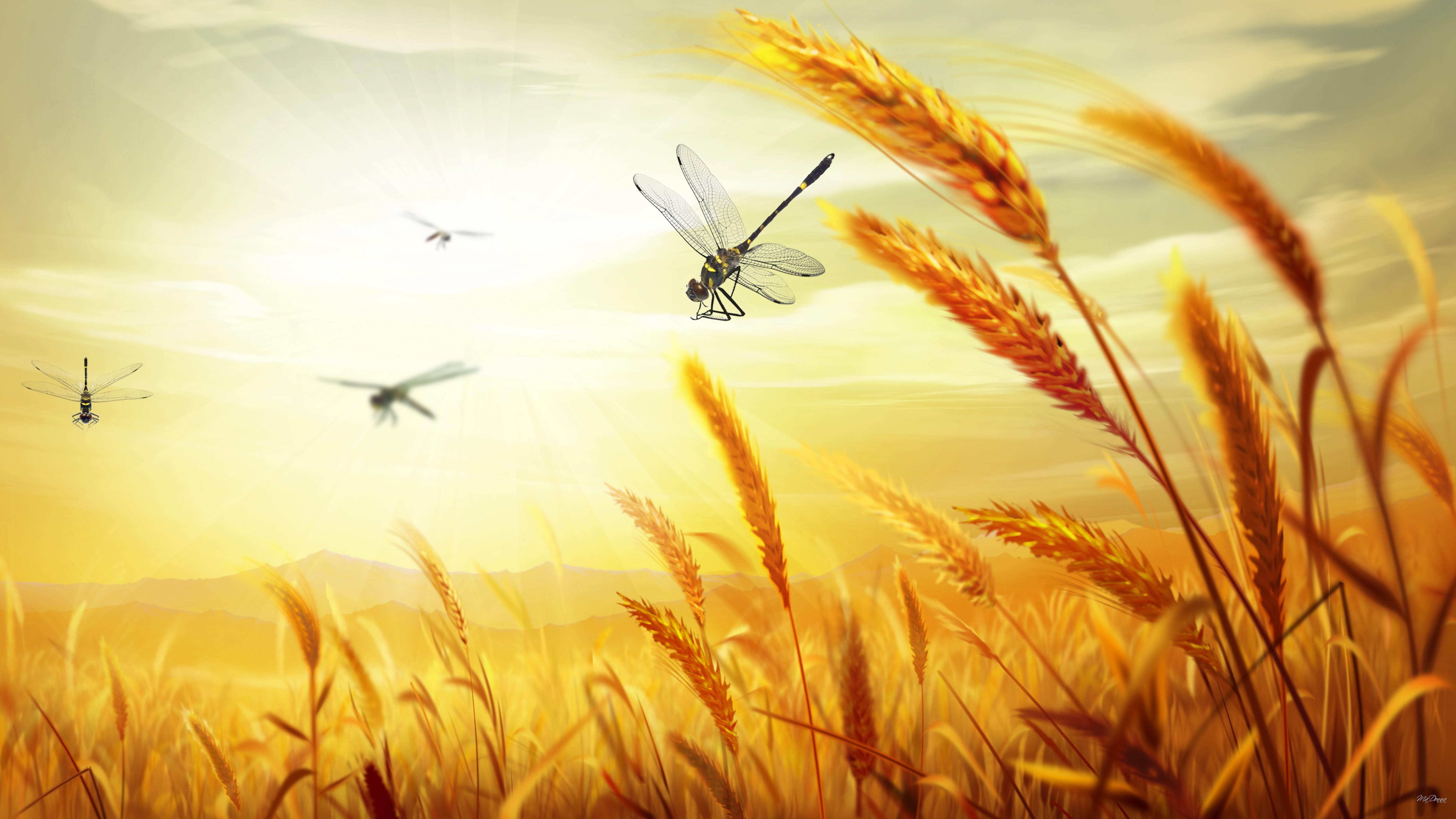 Wheat Harvest Wallpapers - Top Free Wheat Harvest Backgrounds - WallpaperAccess